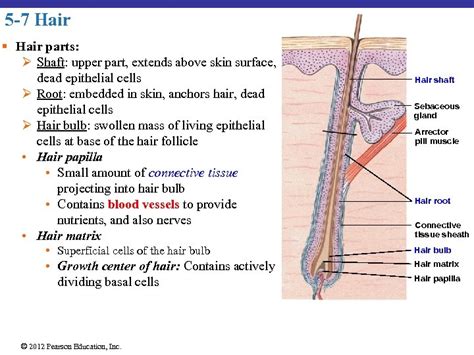 5 The Integumentary System Power Point Lecture Presentations