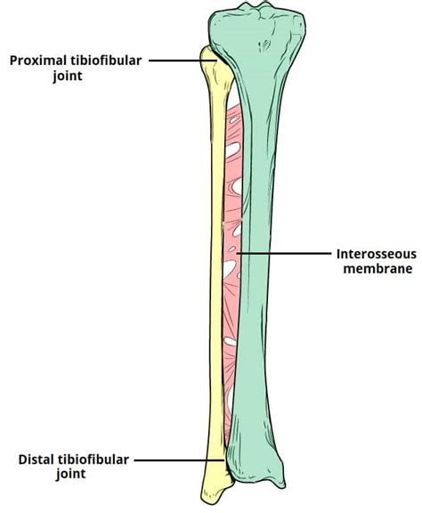 Interossous Membrane Between Tibia And Fibula Namo Medical Education