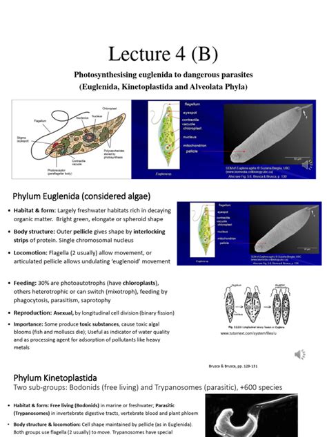 Lecture 4 B Euglenida Kinetoplastida And Alveolata Phyla Pdf