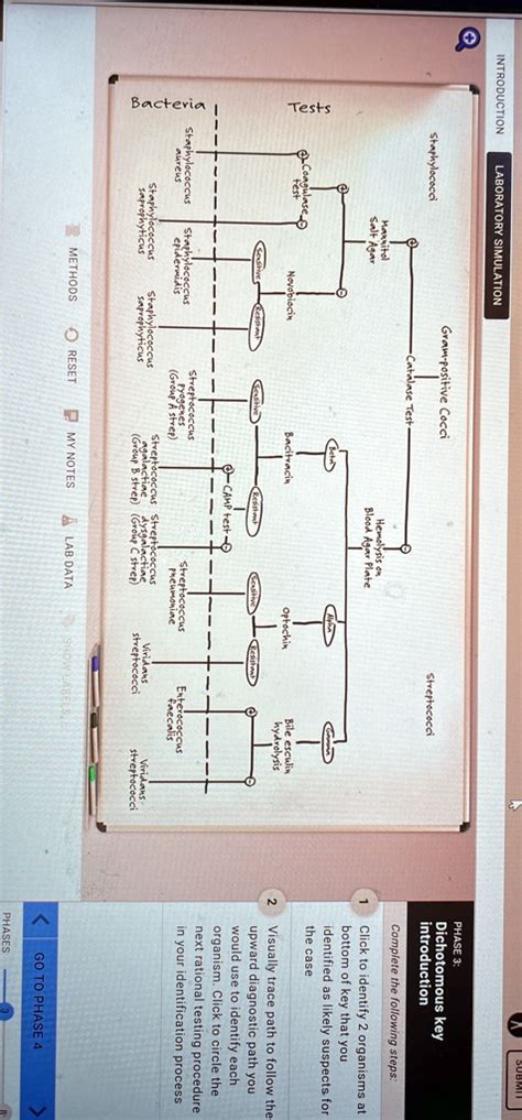 Introduction Laboratory Simulation Bacteria Tests Submit Staphylococci