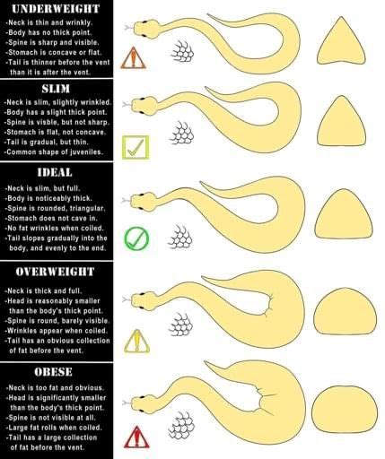 Ball Python Weight Chart In 2023 Ball Python Ball Python Pet Ball