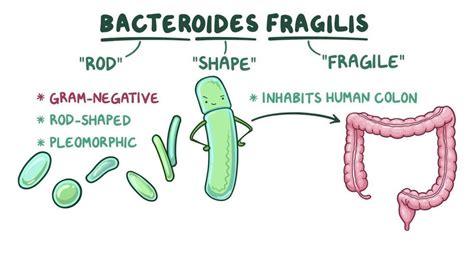 Video Bacteroides Fragilis Osmosis
