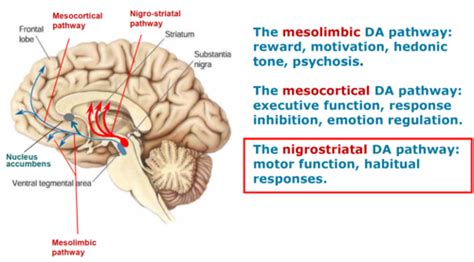 Adhd Epidemiologi Symptoms And Circuits Flashcards Quizlet