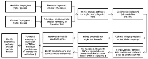 Genetic Inheritance Diagram