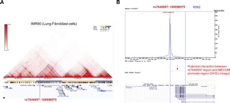 Limb Development Genes Underlie Variation In Human Fingerprint Patterns Pmc