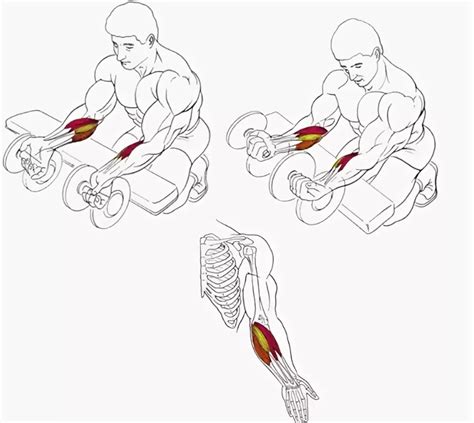 Как накачать бицепс за 1 неделю в домашних условиях Как за 1 неделю накачать руки