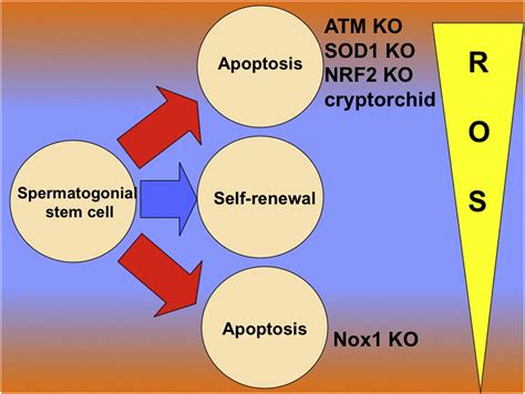 ROS Are Required For Mouse Spermatogonial Stem Cell Self Renewal Cell Stem Cell