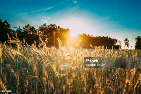 여름 태양이 젊은 농업 풍경 위에 빛나는 녹색 밀밭 일몰에 밀밭을 성장 새벽 햇빛 시간 0명에 대한 스톡 사진 및 기타 이미지 0명 6월 경관 Istock