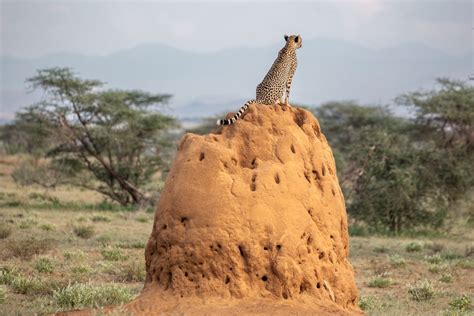 Cheetah Scanning Its Territory Smithsonian Photo Contest