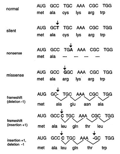 Dna Mutation And Repair