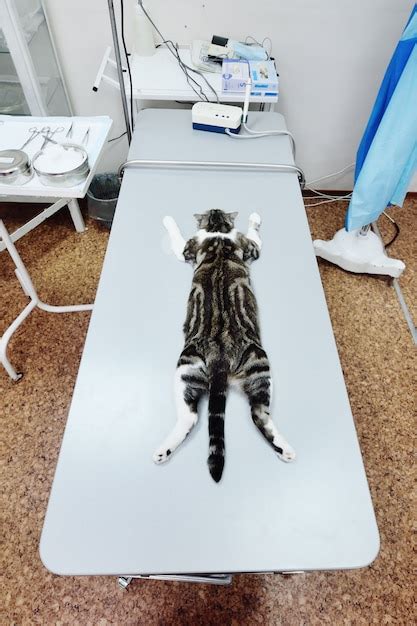 Gato en la mesa de operaciones | Foto Premium