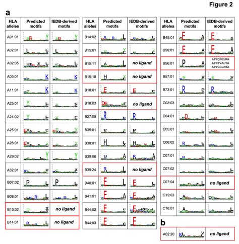 comparison between motifs predicted by our algorithm and those from