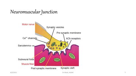 Depolarizing Neuromuscular Blocking Agents Pptx
