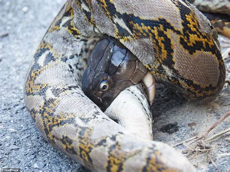 Cobra Fights Its Way Out Of Pythons Death Grip And Kills It In Brutal Fight To The Finish