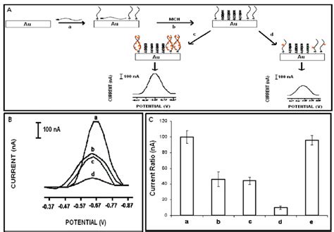 A Scheme Representing Electrochemical Detection Of Dna Hybridization Download Scientific