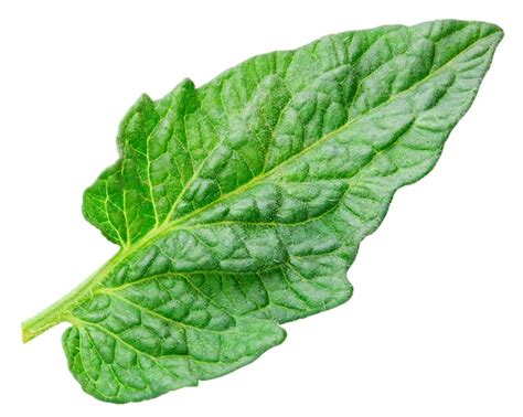 Premium Photo Leaf Tomato Leaf Clipping Path Organic Tomato Leaf