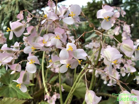 Begonia ‘rex Plantencentrum Exotica