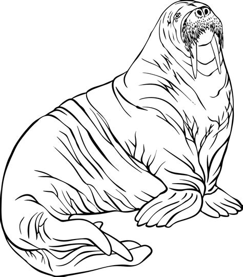 Walrus Vector Black And White Drawing For Illustrations And Coloring