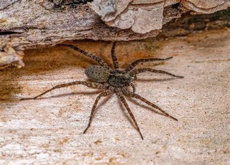 Premium Photo Wolf Spider