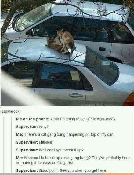 Cat Orgy Things That Make Me Lol Pinterest