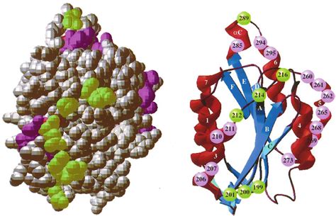 Location Of Residues Affecting The Ligand Binding Specificity Of The 2 Download Scientific
