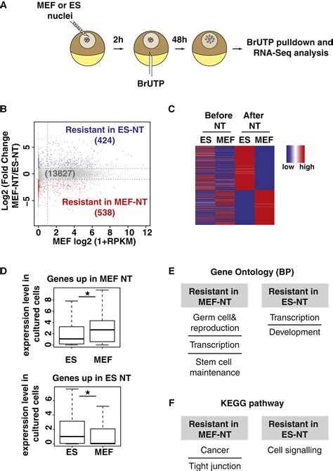 Gene Resistance To Transcriptional Reprogramming Following Nuclear Transfer Is Directly Mediated
