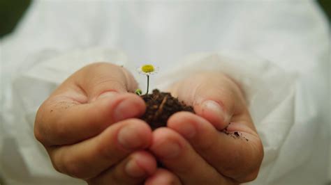 Taking Probe Of Soil In Forest Geologist Man Stock Footage SBV Storyblocks