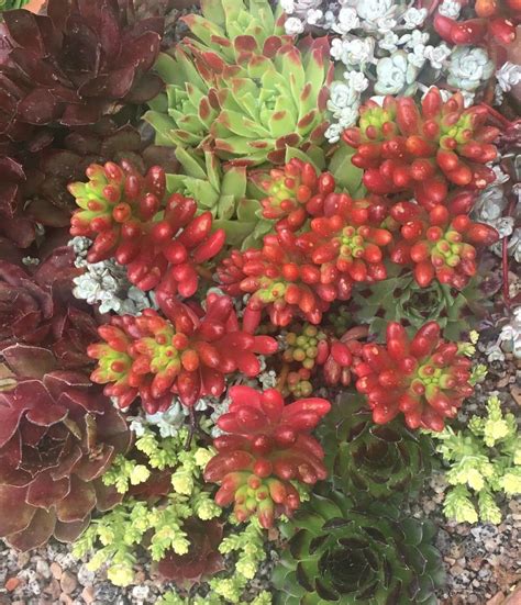Sedum rubrotinctum
