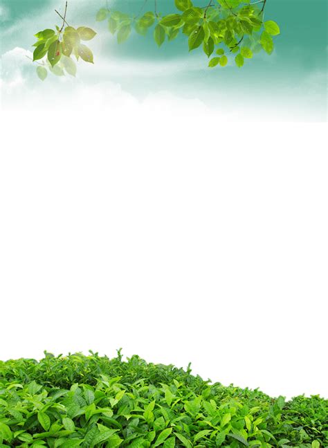 绿叶清新背景绿色