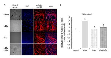 Differentiation Status Of The Chicken Embryo Muscle Control Cells And