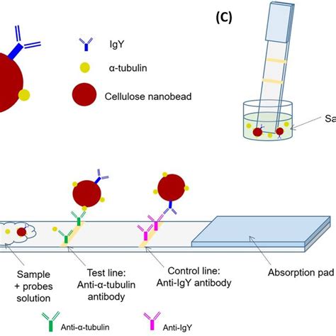 Schematic Representation Of Immunochromatographic Ic Assay Prepared