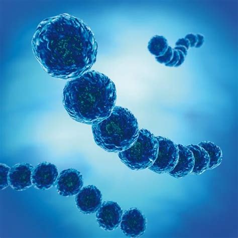 Enterococcus Faecium Incl Vre Hartmann Science Center