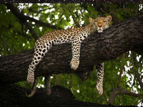 დედამიწა 100 წლის შემდეგ Pptx