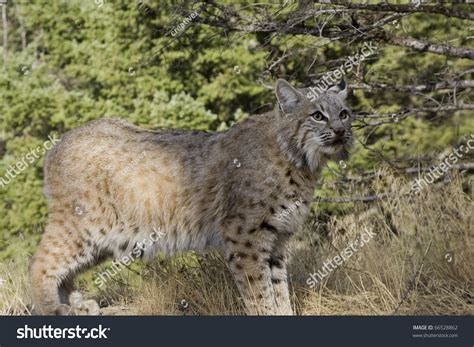 Female Bobcat Woods Stock Photo Shutterstock