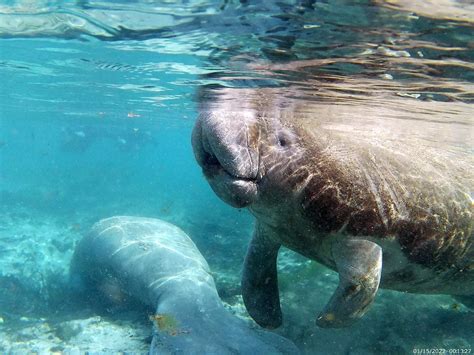 Manatee Wallpapers Wallpaper Cave