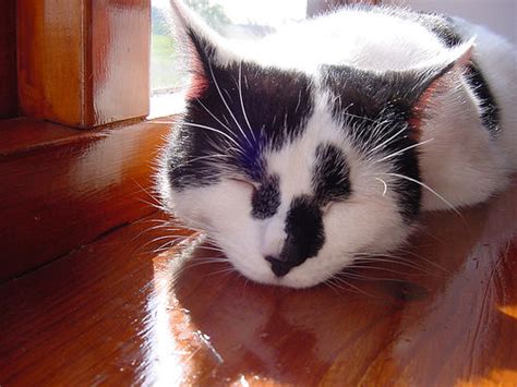 pascal voc2012 object detection dataset by tangyolov5