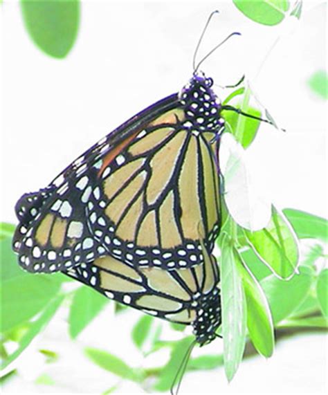 Live Monarch Butterfly You Can Raise And Release Free Milkweed Seeds