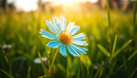 Jak Wygląda Chaber I Gdzie Go Spotkać