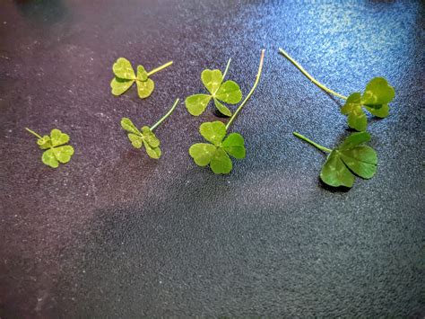 Four Leaf Clover On Tumblr