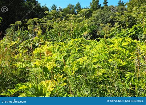 Hogweed Cow Parsnip Heracleum Sphodylium One Of Our Favourite Wild