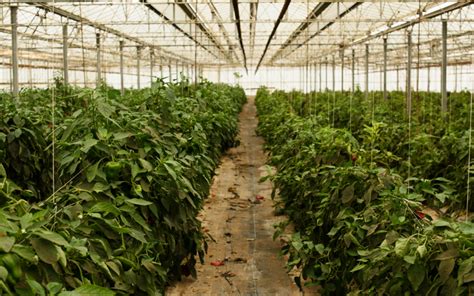 Agriculture Humidity Control Ensuring Optimal Conditions With Dehum Dehum