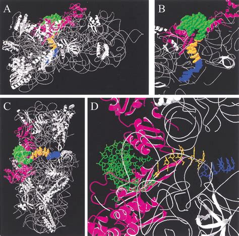 The 9 Å Solution How Mrna Pseudoknots Promote Efficient Programmed −1