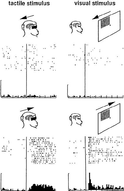 Correspondence Of Visual And Tactile Receptive Fields In Area Vip Of