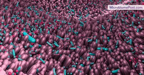 How Changes In Microbiota Composition Could Influence Human Health