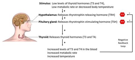 Thyroid Gland Hormones Australia