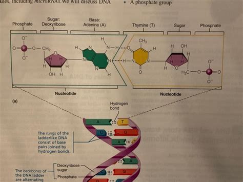 Ch 11 DNA And RNA Store Transmit And Help Express Genetic Information Flashcards Quizlet