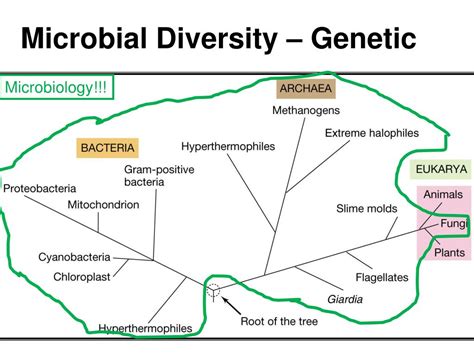 Ppt Microbial Diversity Powerpoint Presentation Free Download Id 6312461