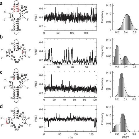 Single Molecule Fret Reveals A Three State Folding Pathway A