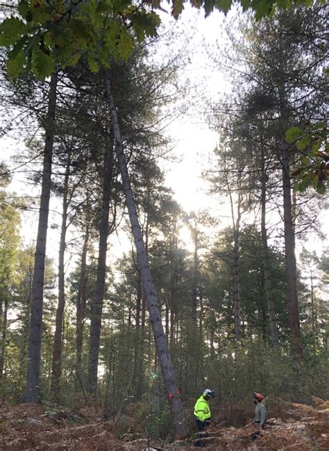 Felling Processing Trees From 380mm 760mm South East Landbased Training