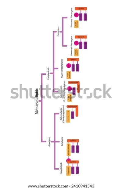 Diagram Showing Classification Lipids Storage Lipids Stock Vector